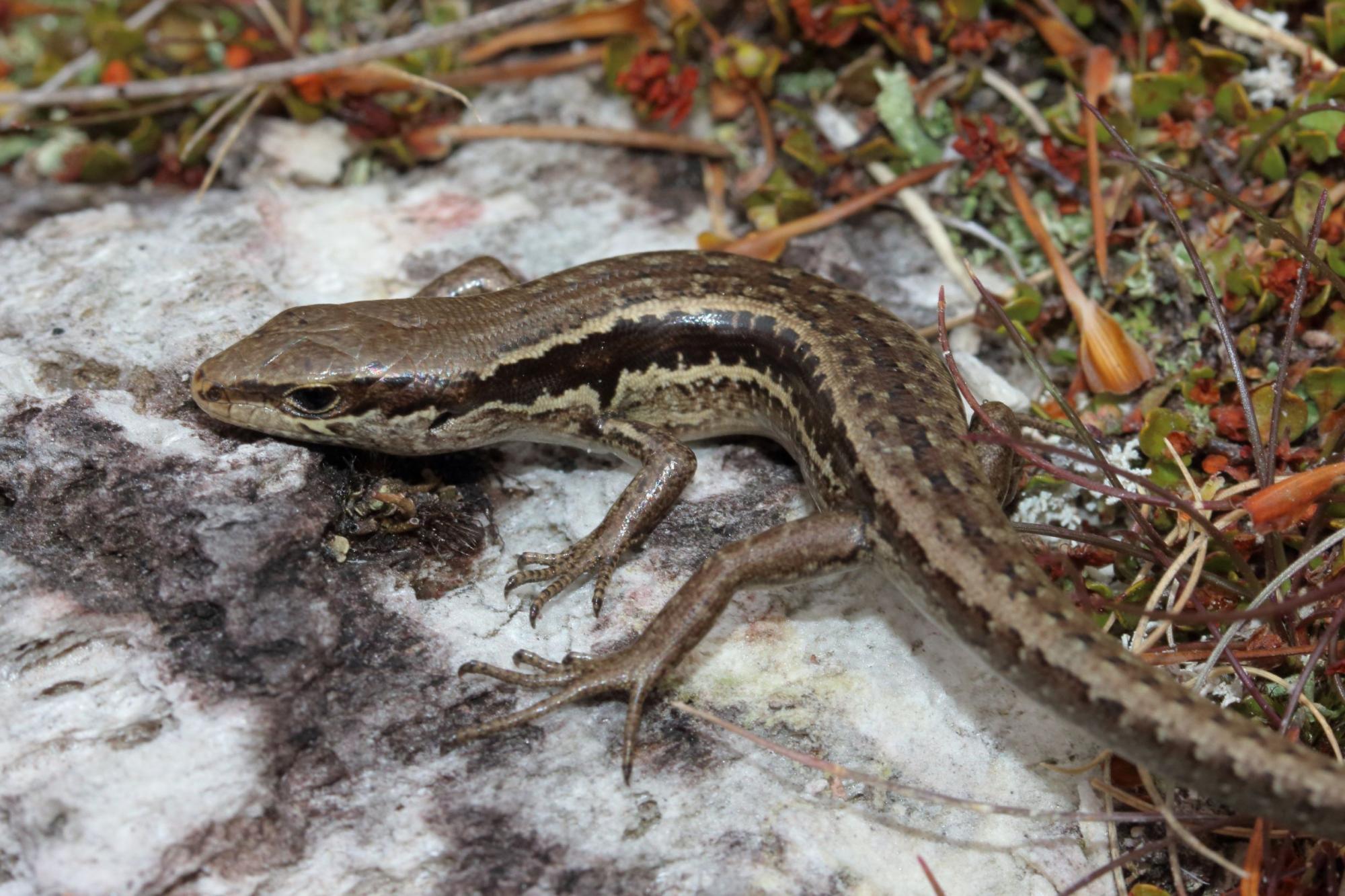 Oligosoma Microlepis Nzhs